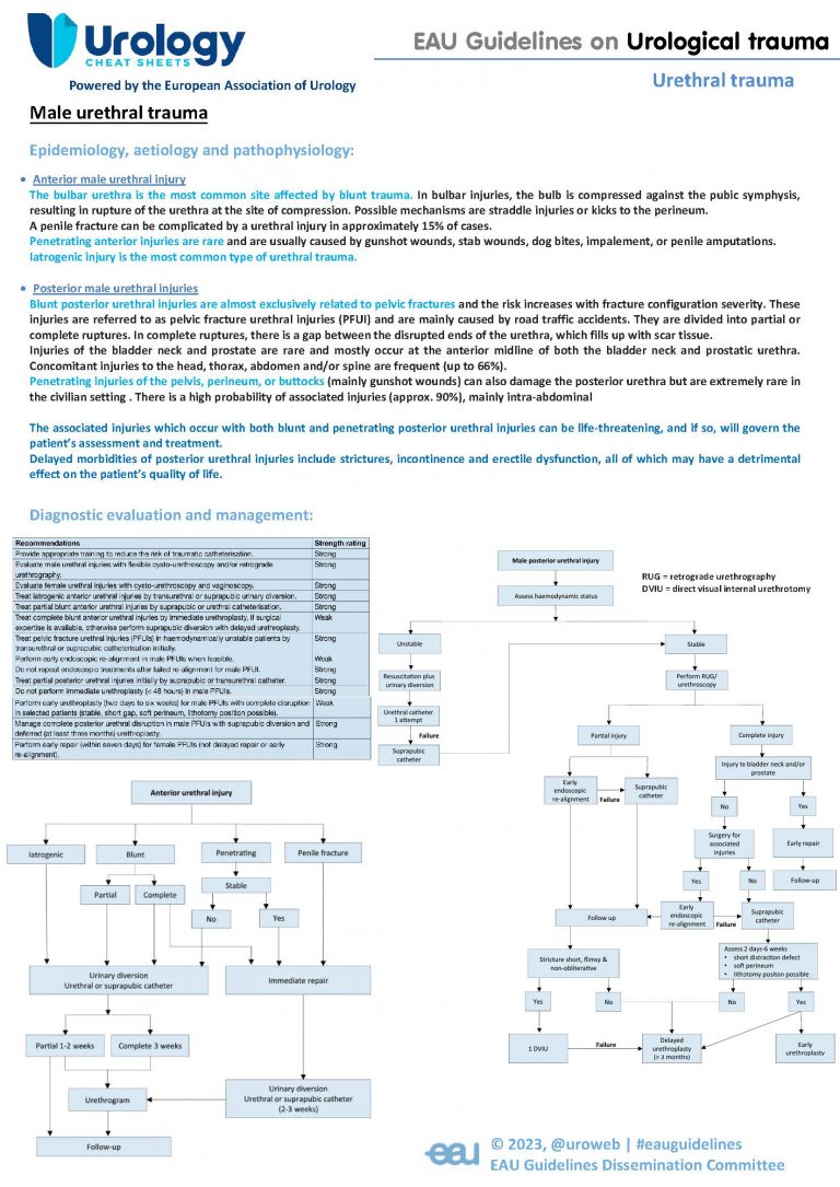 EAU Guidelines on Urological trauma III - Urology Cheatsheets